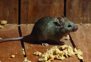 Ratten zelf bestrijden: stappenplan en tips