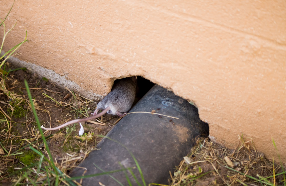 Ratten zelf bestrijden: stappenplan en tips