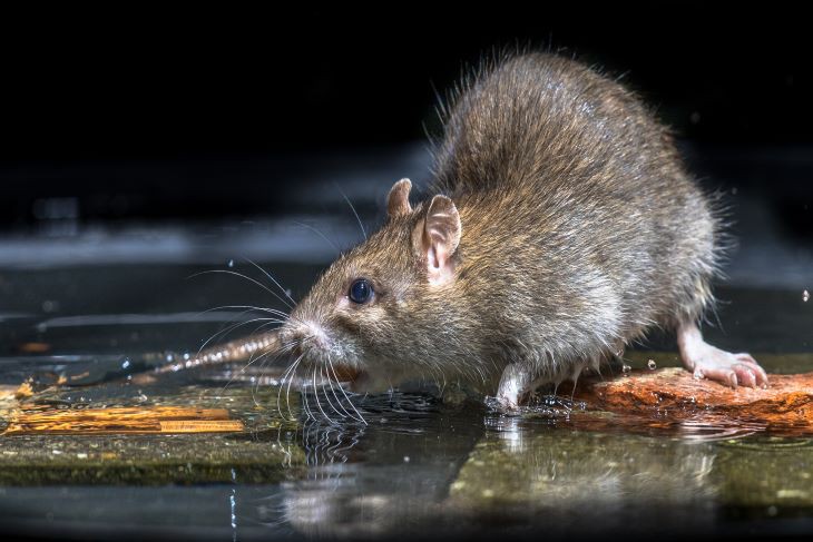 Alles over ratten: herkennen, oorzaken en tips!